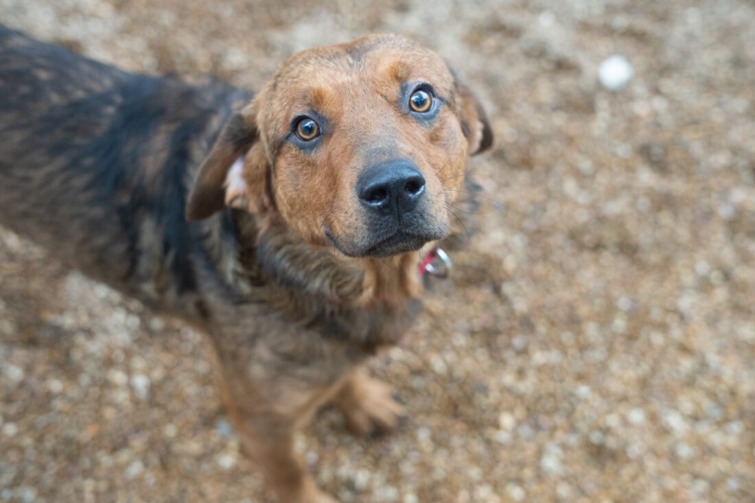 Humane Society waiving adoption fees on Aug. 27 for its annual Clear ...